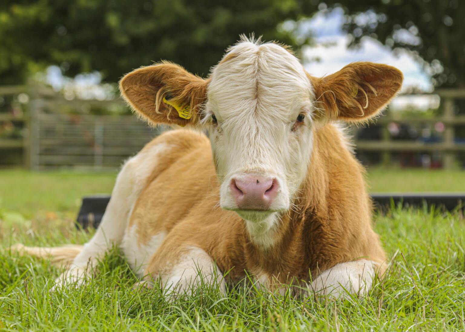Barleylands Farm Animals Photo Shoot Gallery - Barleylands