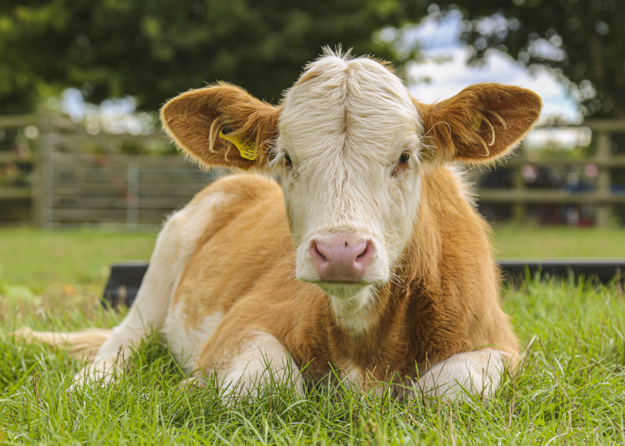 Supporting your PTA - Barleylands