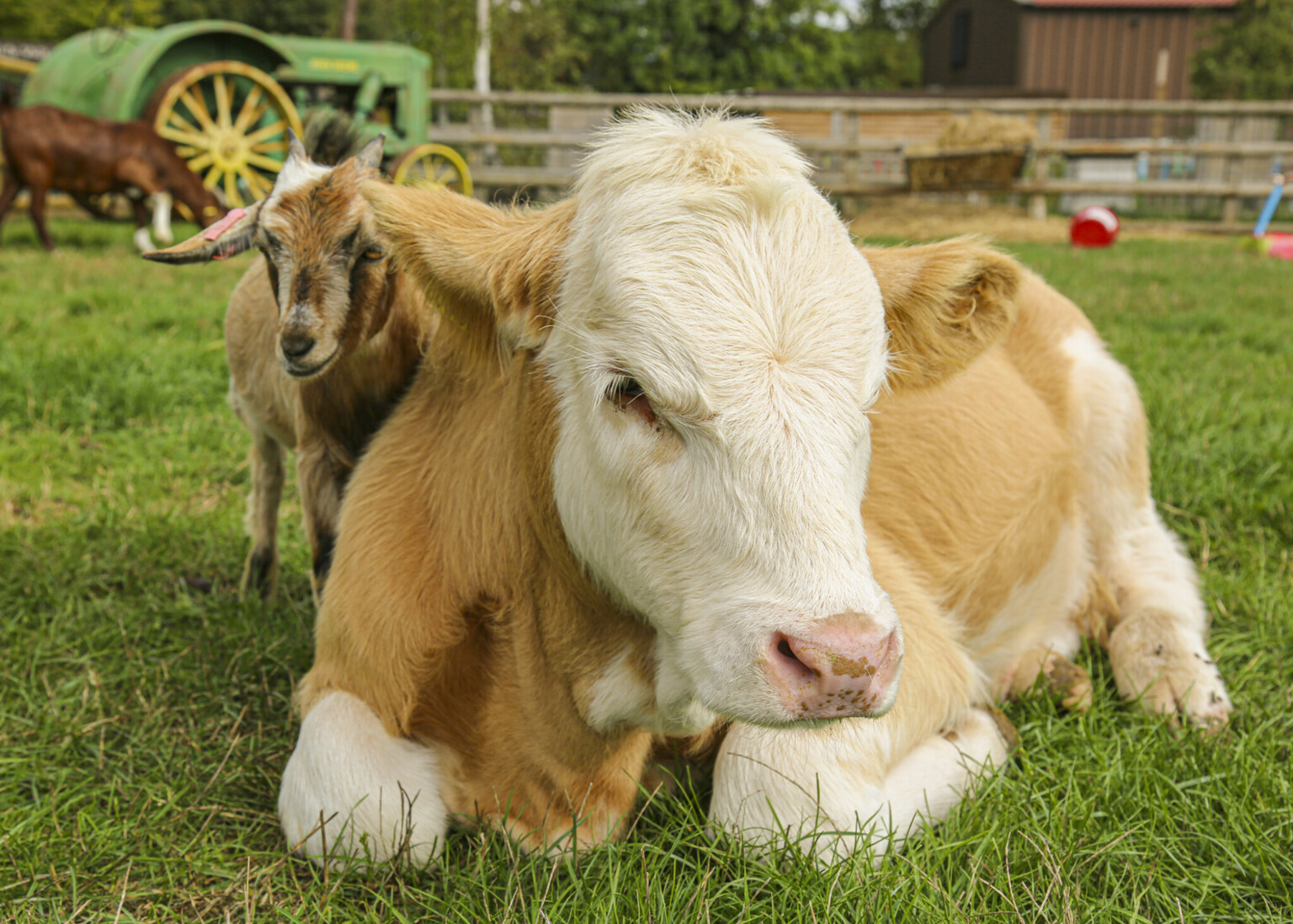 Barleylands Farm Animals Photo Shoot Gallery - Barleylands