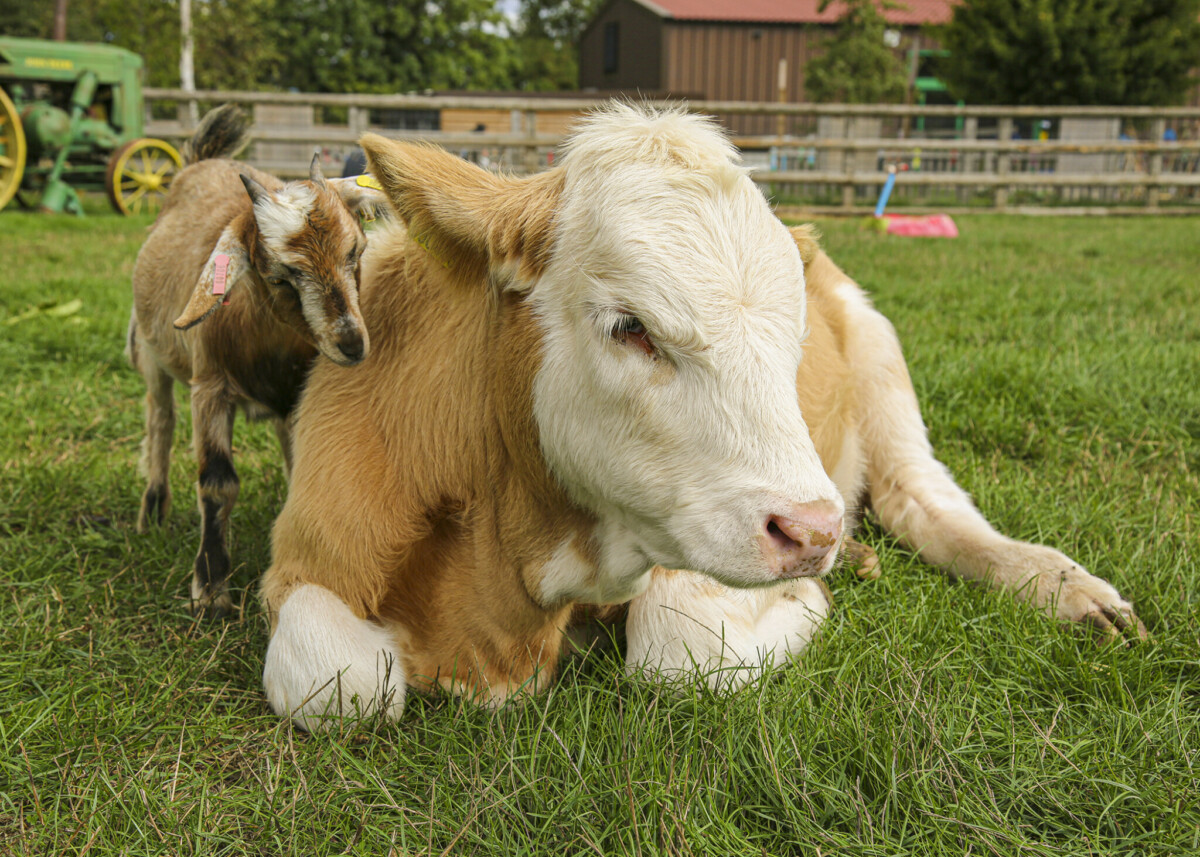 Barleylands Farm Animals Photo Shoot Gallery - Barleylands