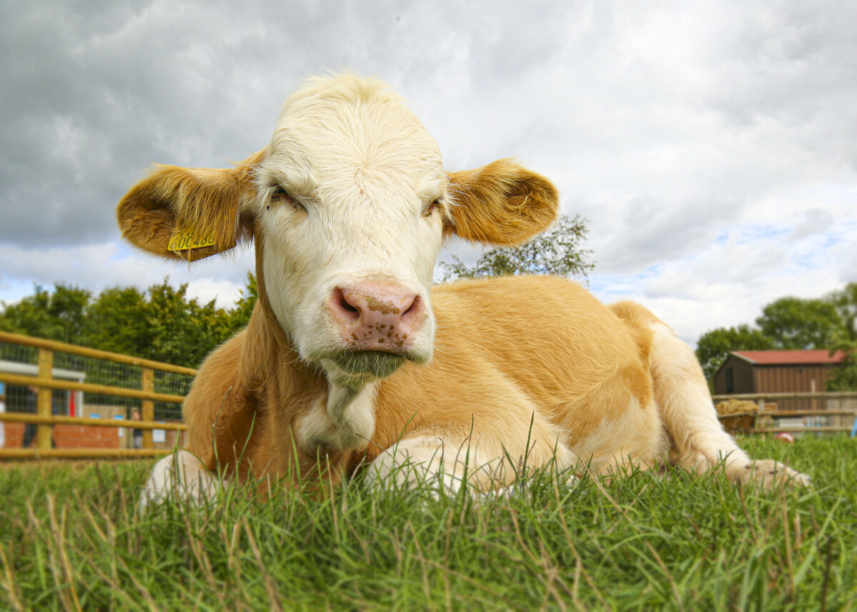 Barleylands Farm Animals Photo Shoot Gallery - Barleylands