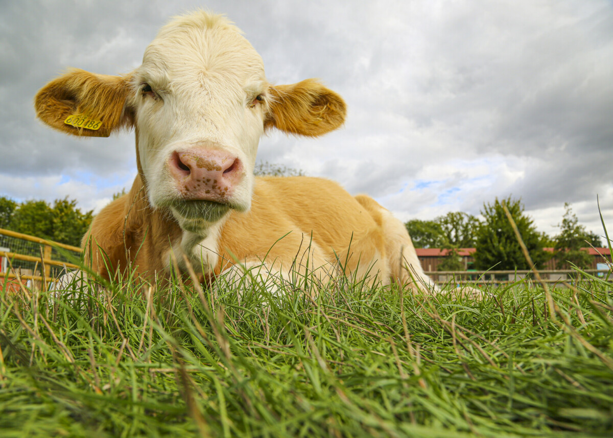 Barleylands Farm Animals Photo Shoot Gallery - Barleylands