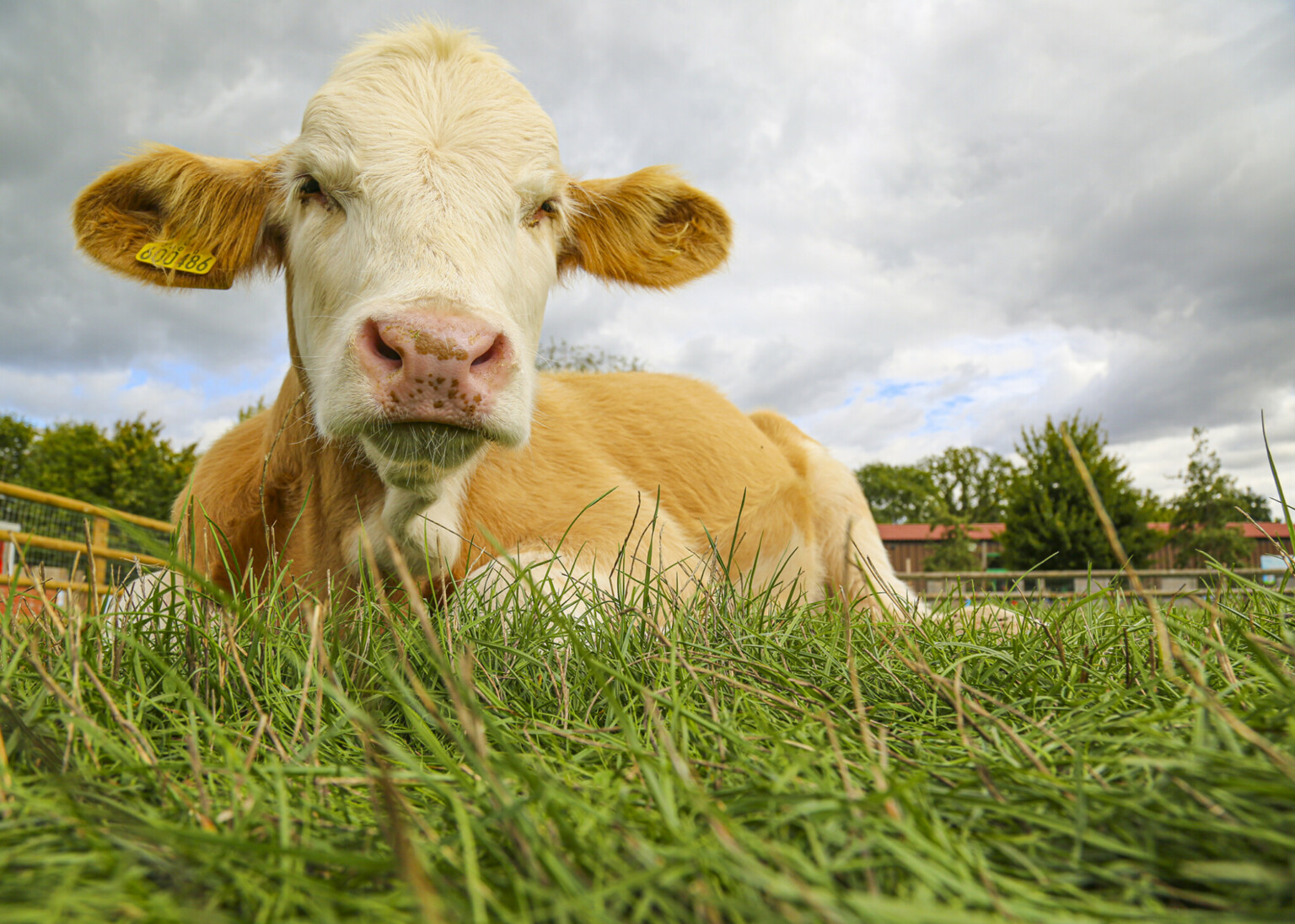 Barleylands Farm Animals Photo Shoot Gallery - Barleylands