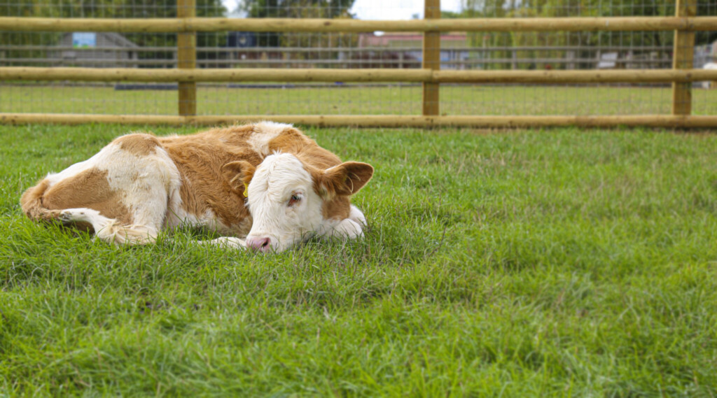 Barleylands Farm Animals Photo Shoot Gallery - Barleylands