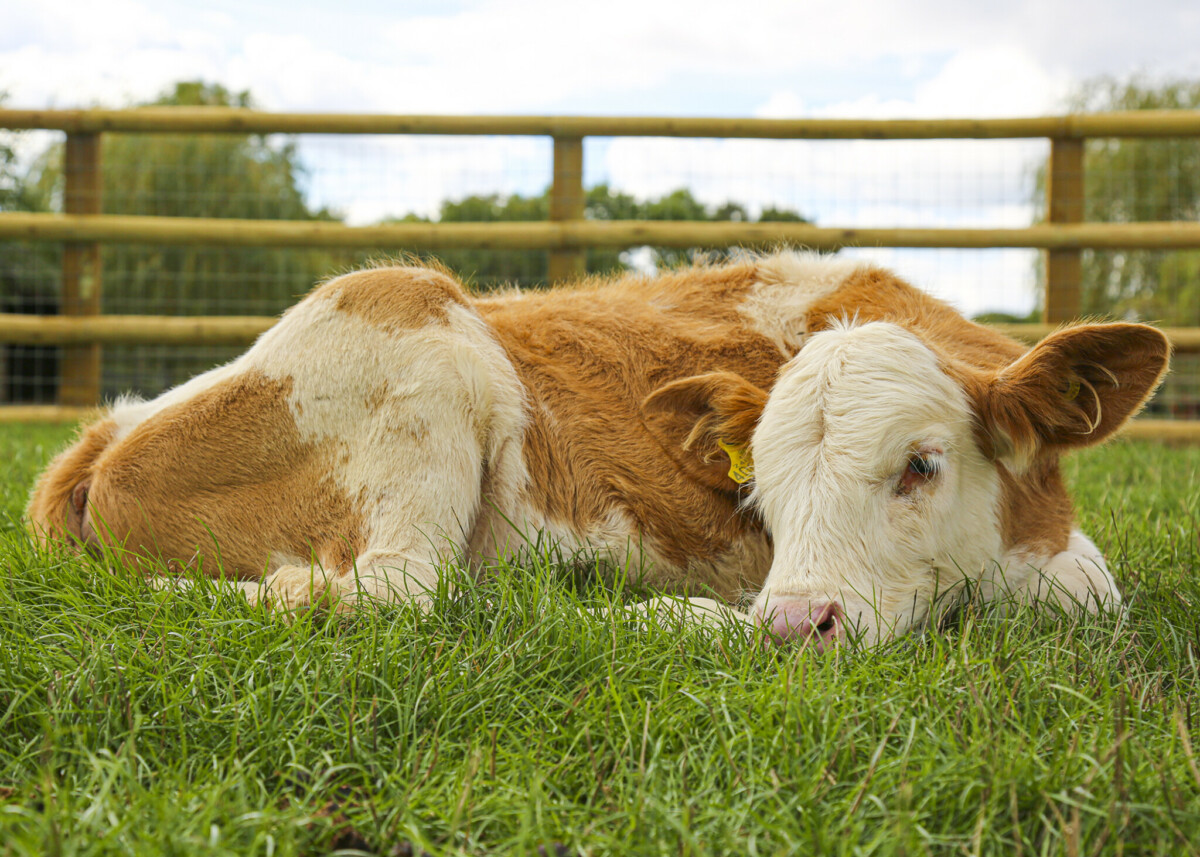 Barleylands Farm Animals Photo Shoot Gallery - Barleylands