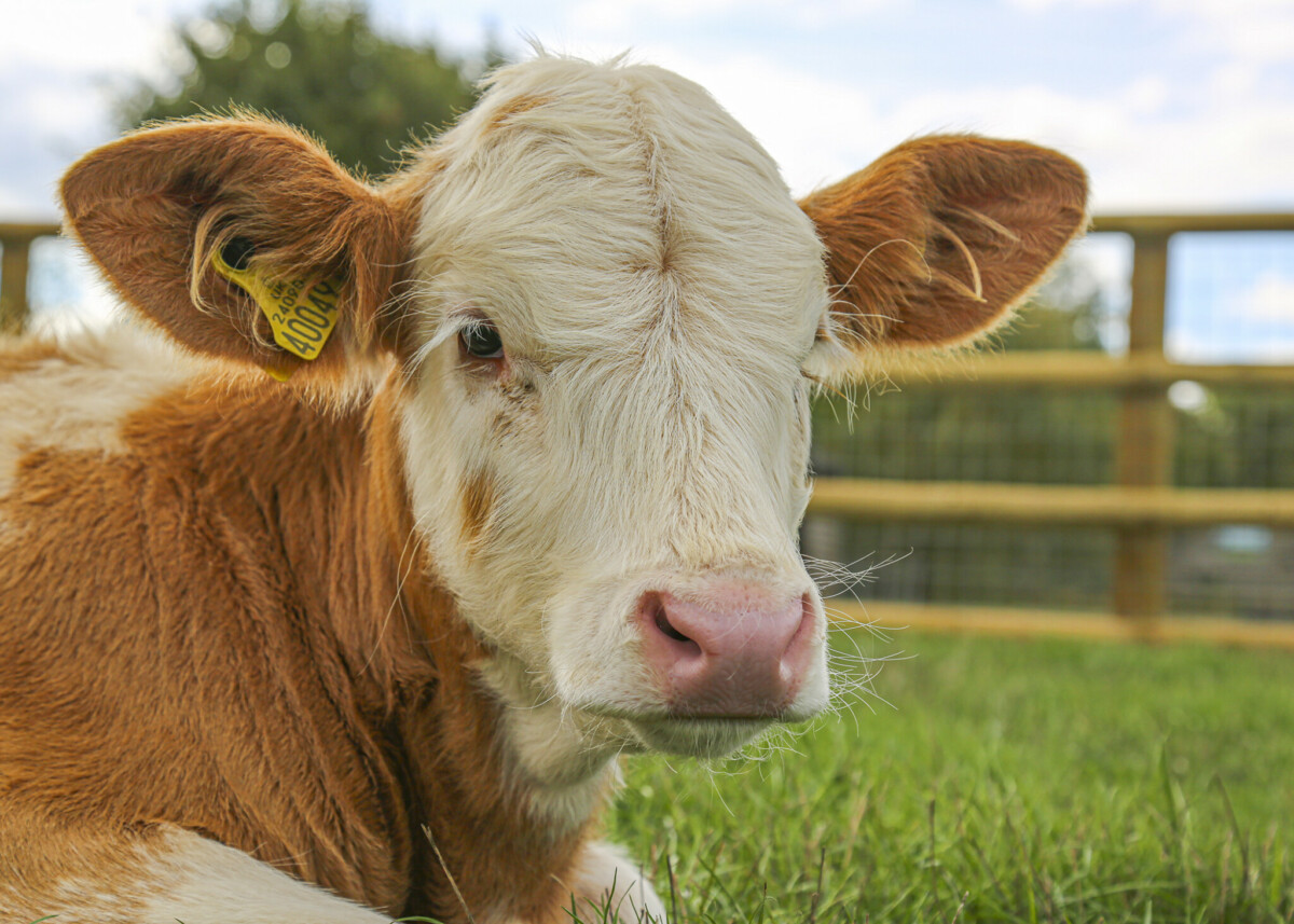 Barleylands Farm Animals Photo Shoot Gallery - Barleylands