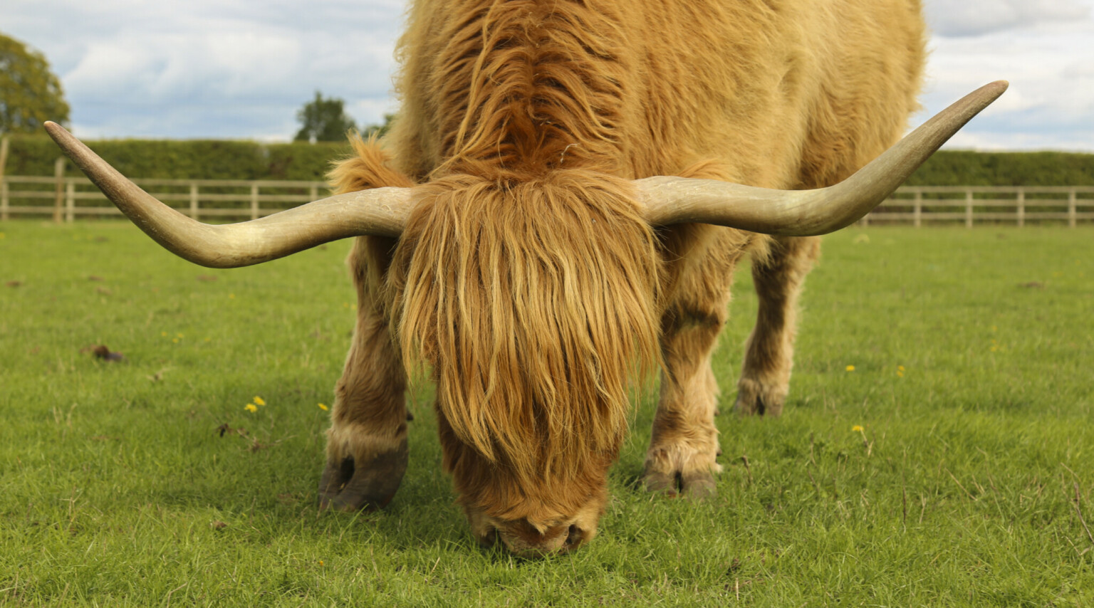 Barleylands Farm Animals Photo Shoot Gallery - Barleylands