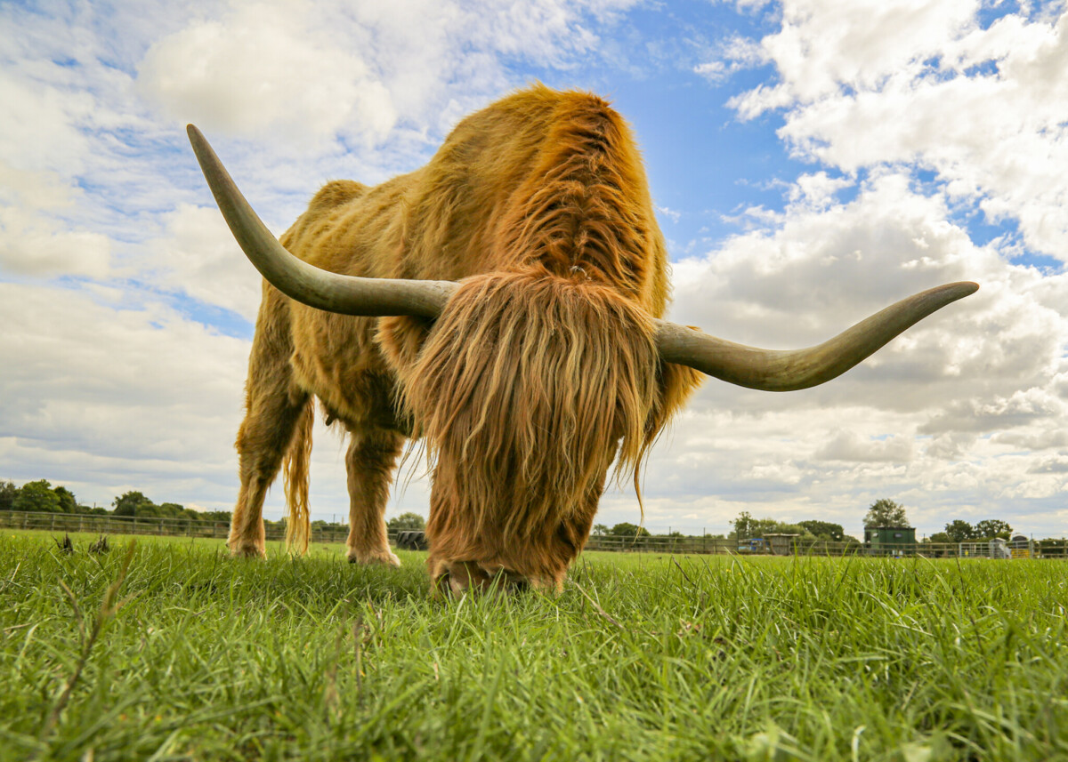 Barleylands Farm Animals Photo Shoot Gallery - Barleylands