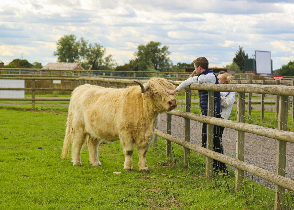 Barleylands Farm Animals Photo Shoot Gallery - Barleylands