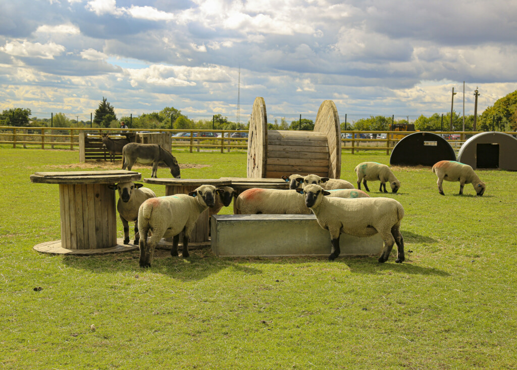 IMG_0711 - Barleylands