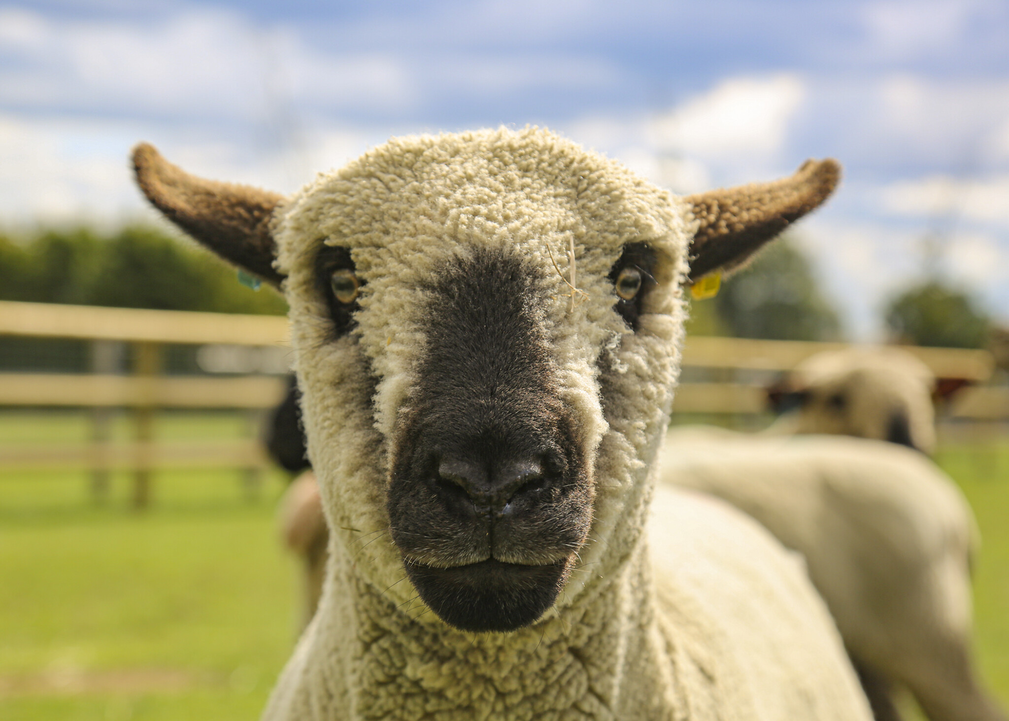 IMG_0717 - Barleylands