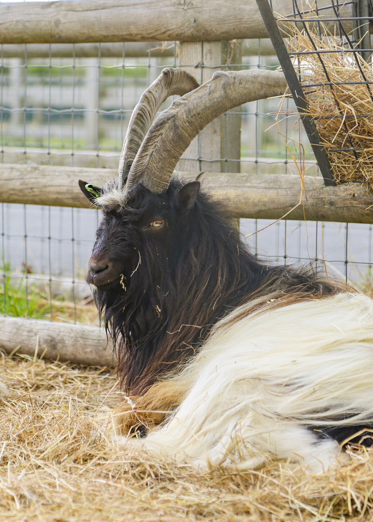 IMG_0751 - Barleylands