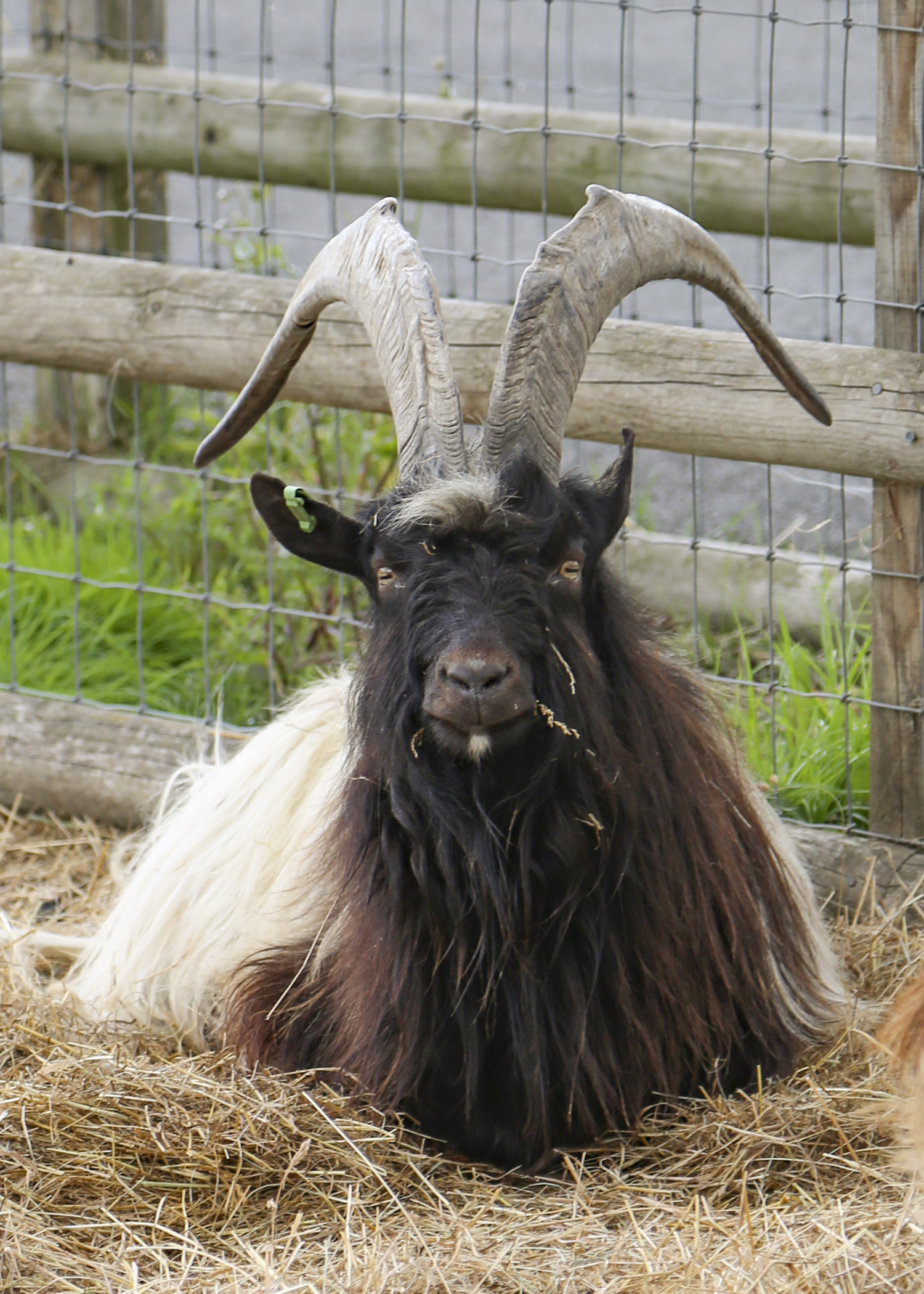 IMG_0758 - Barleylands