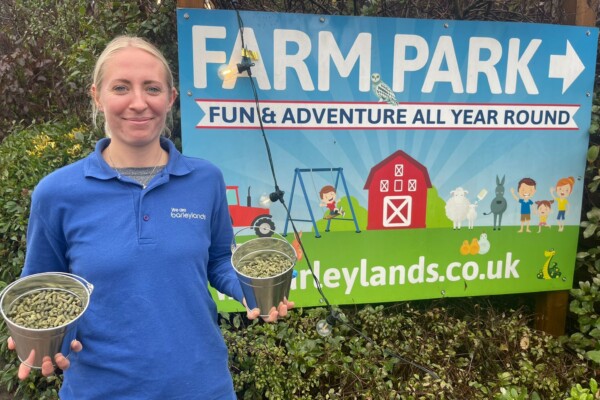 Barleylands Farm Park & Village in Billericay, Essex