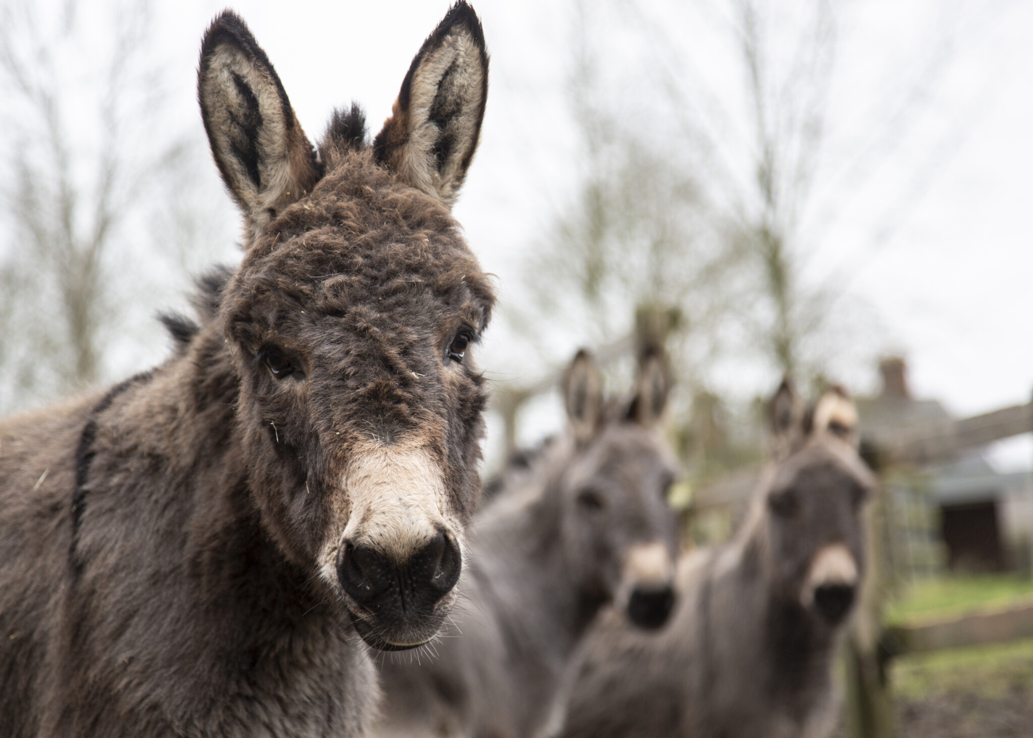 Spotlight on Donkeys - Barleylands