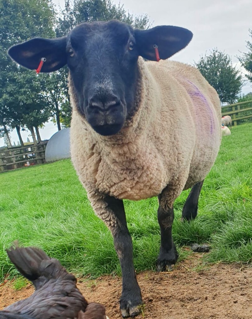 All Sheeps and Sizes! - Barleylands