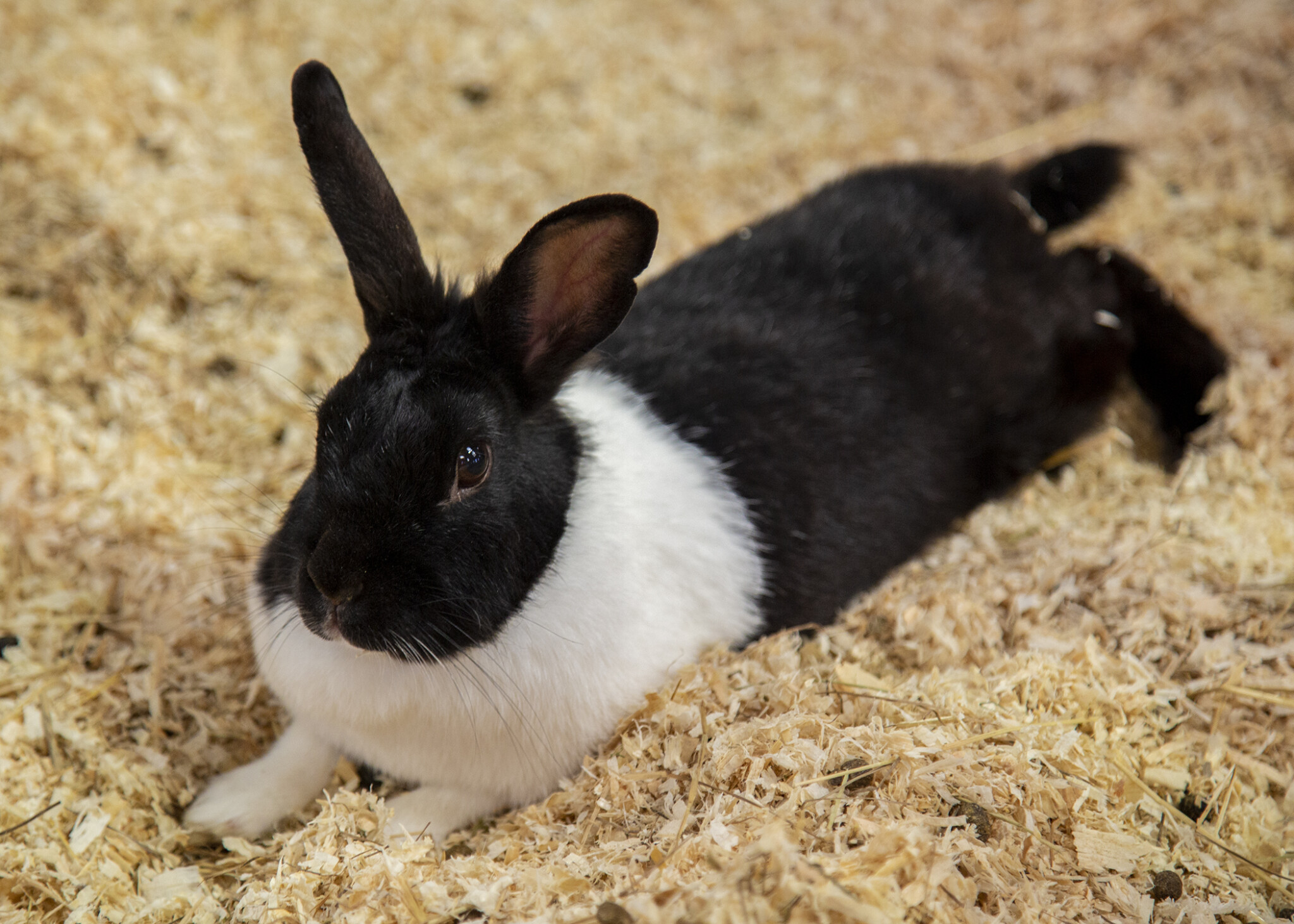 Amazing Rabbits! - Barleylands