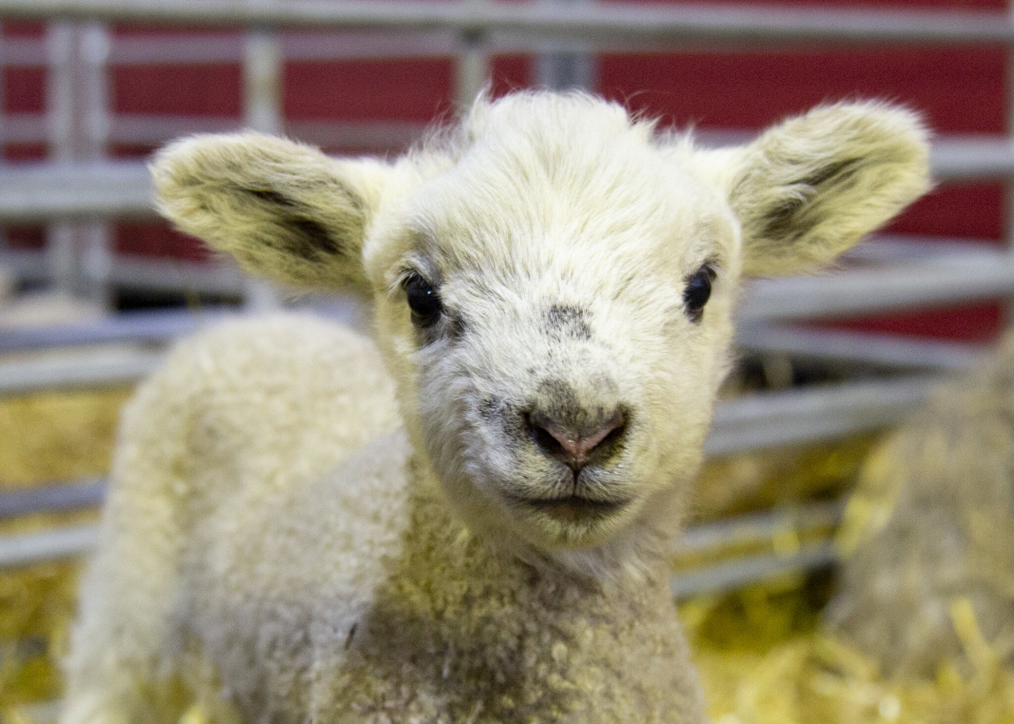 Prepped and Ready for Lambing! - Barleylands