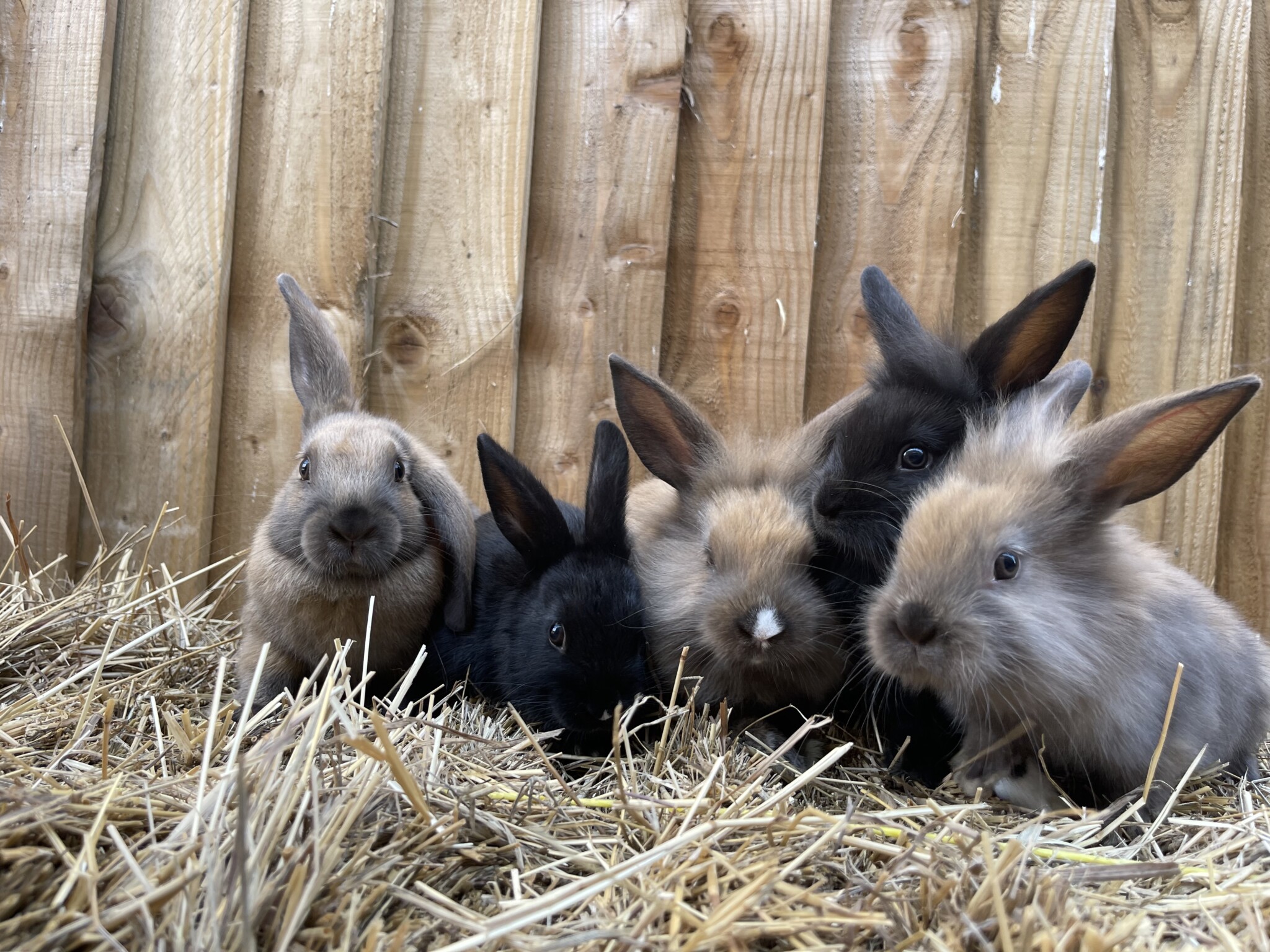 Amazing Rabbits! - Barleylands