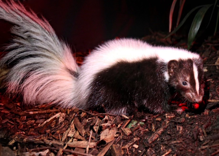 Baby Pet Skunk