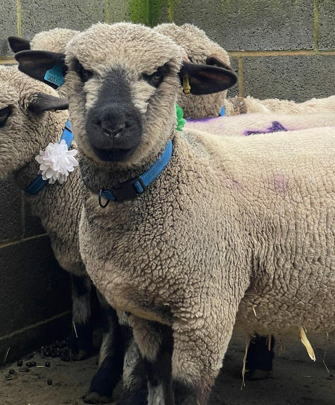 All Sheeps and Sizes! - Barleylands