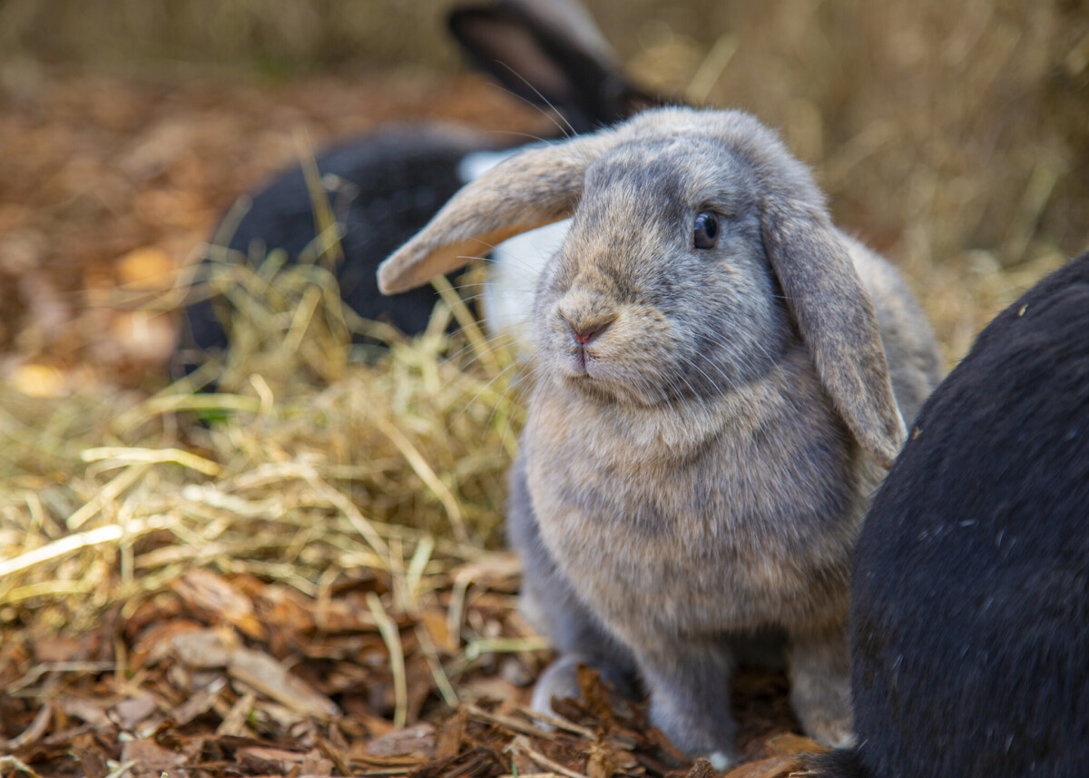 Amazing Rabbits! - Barleylands