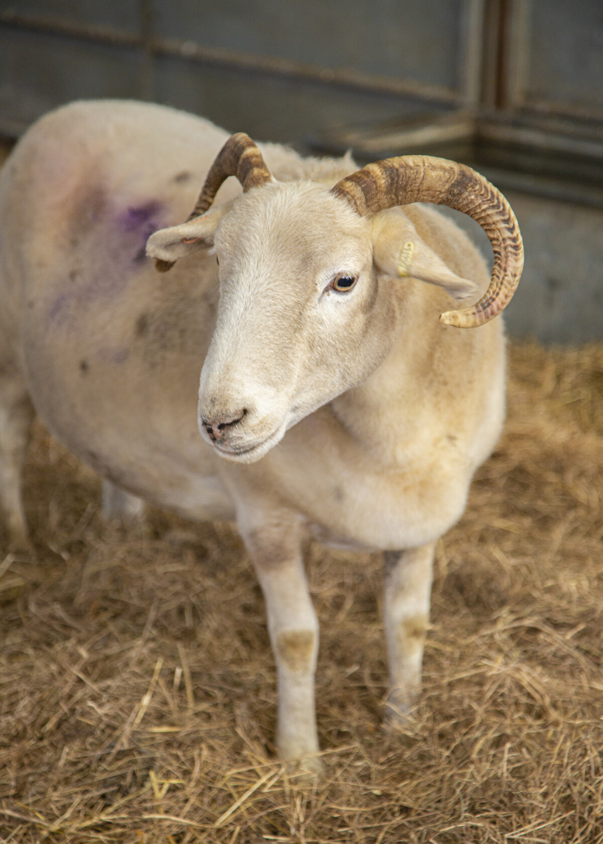 All Sheeps and Sizes! - Barleylands