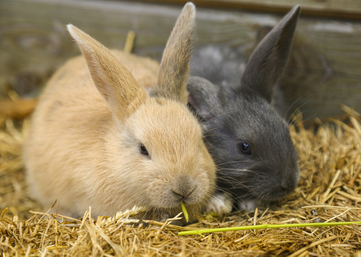 Amazing Rabbits! - Barleylands