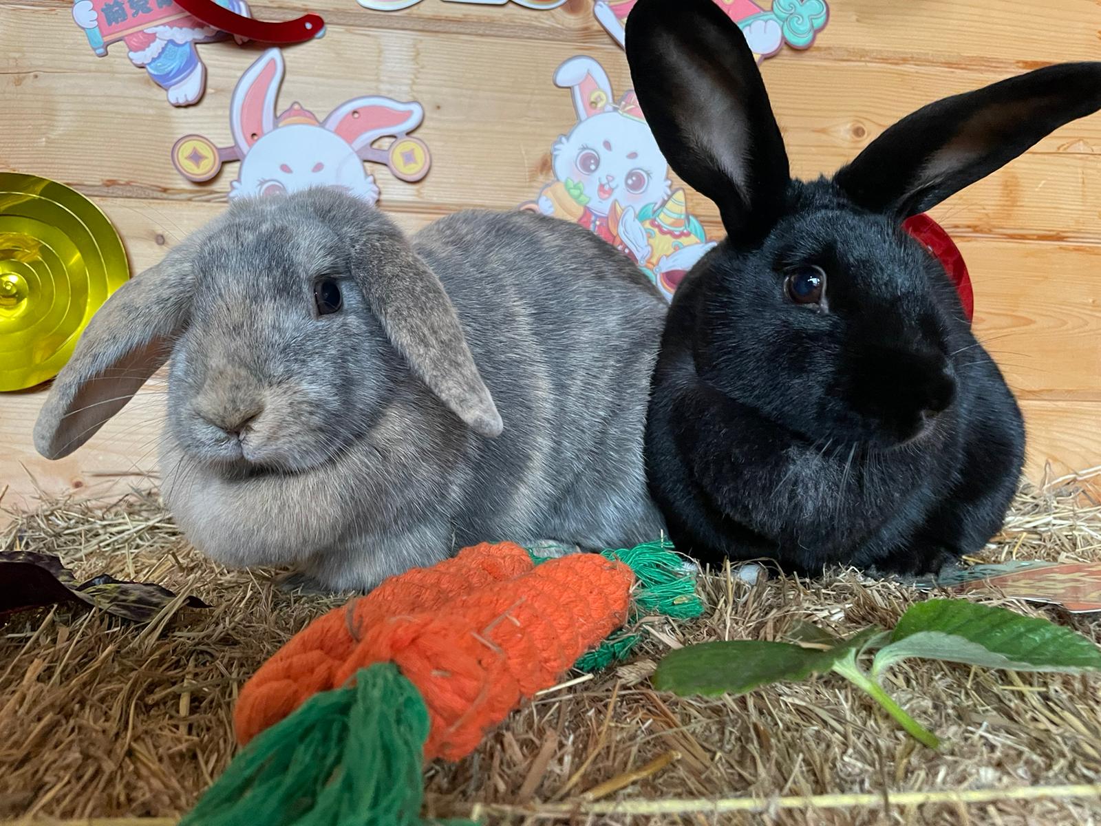 Chinese Year of the Rabbit - Barleylands