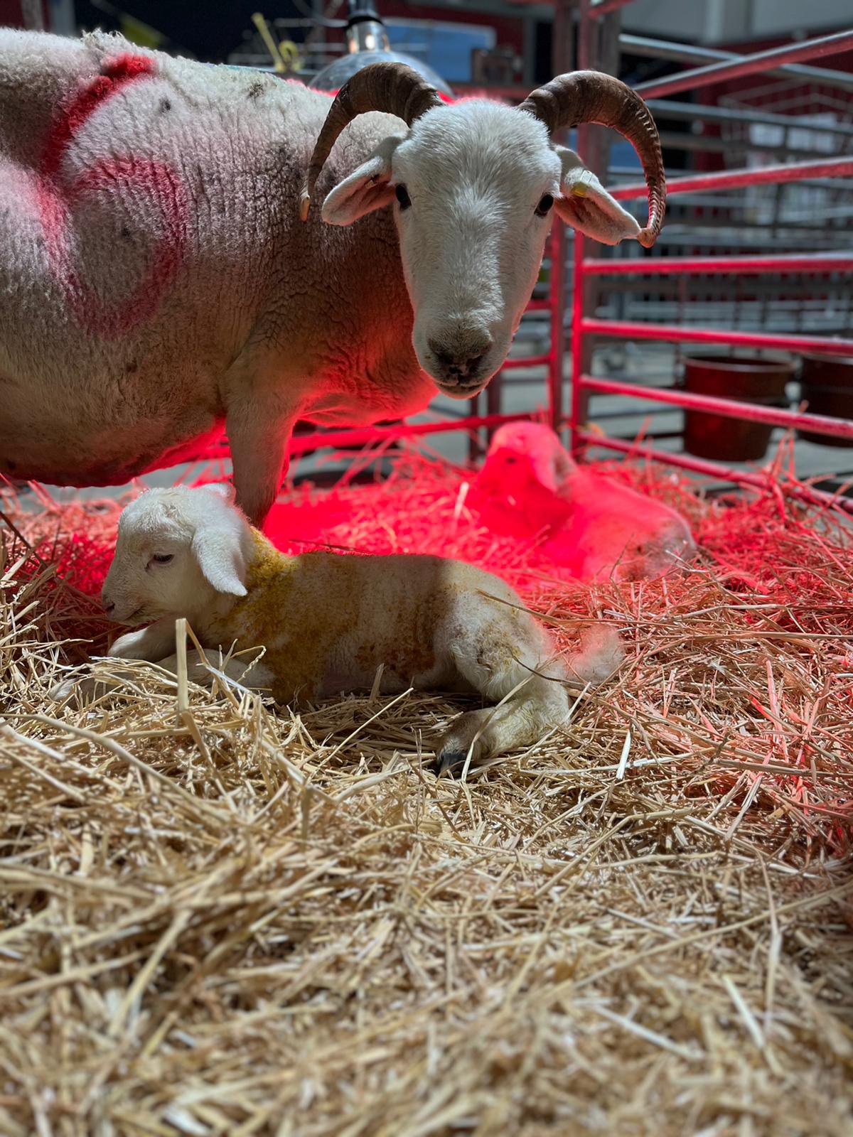 Lambing Season has well and truly began - Barleylands