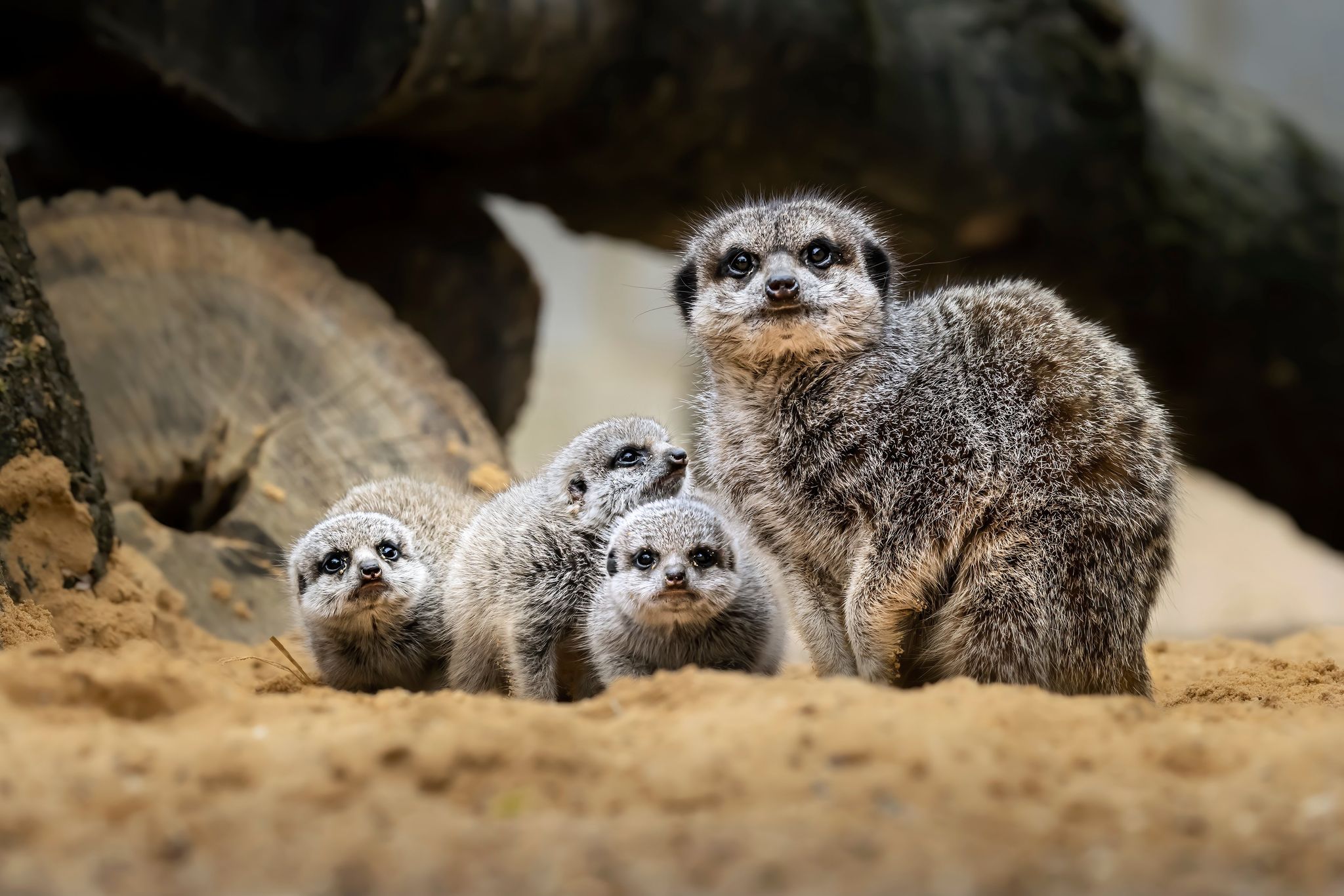 The perfect gift for Mother's Day - Barleylands