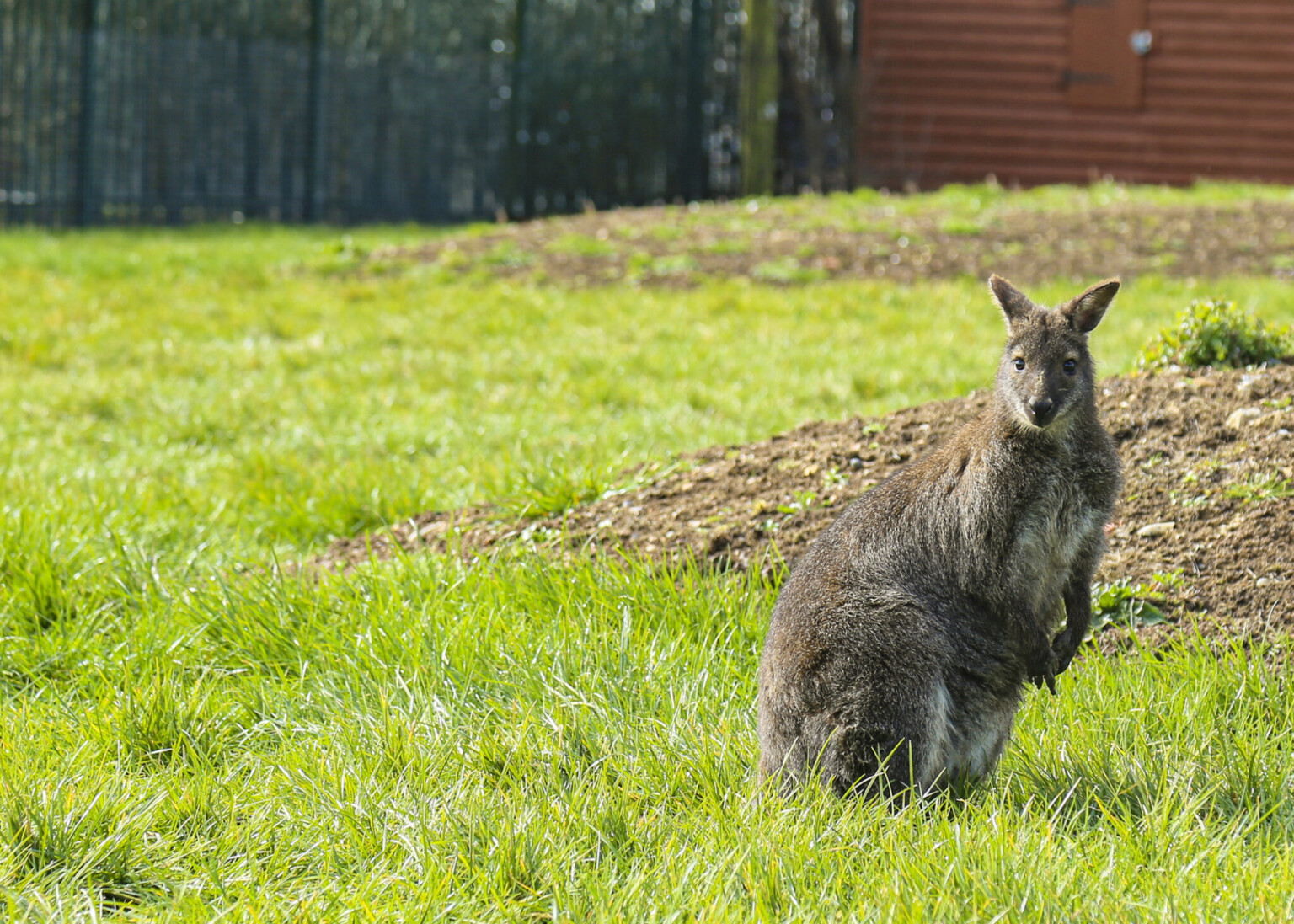 Wallaby Walk - Barleylands