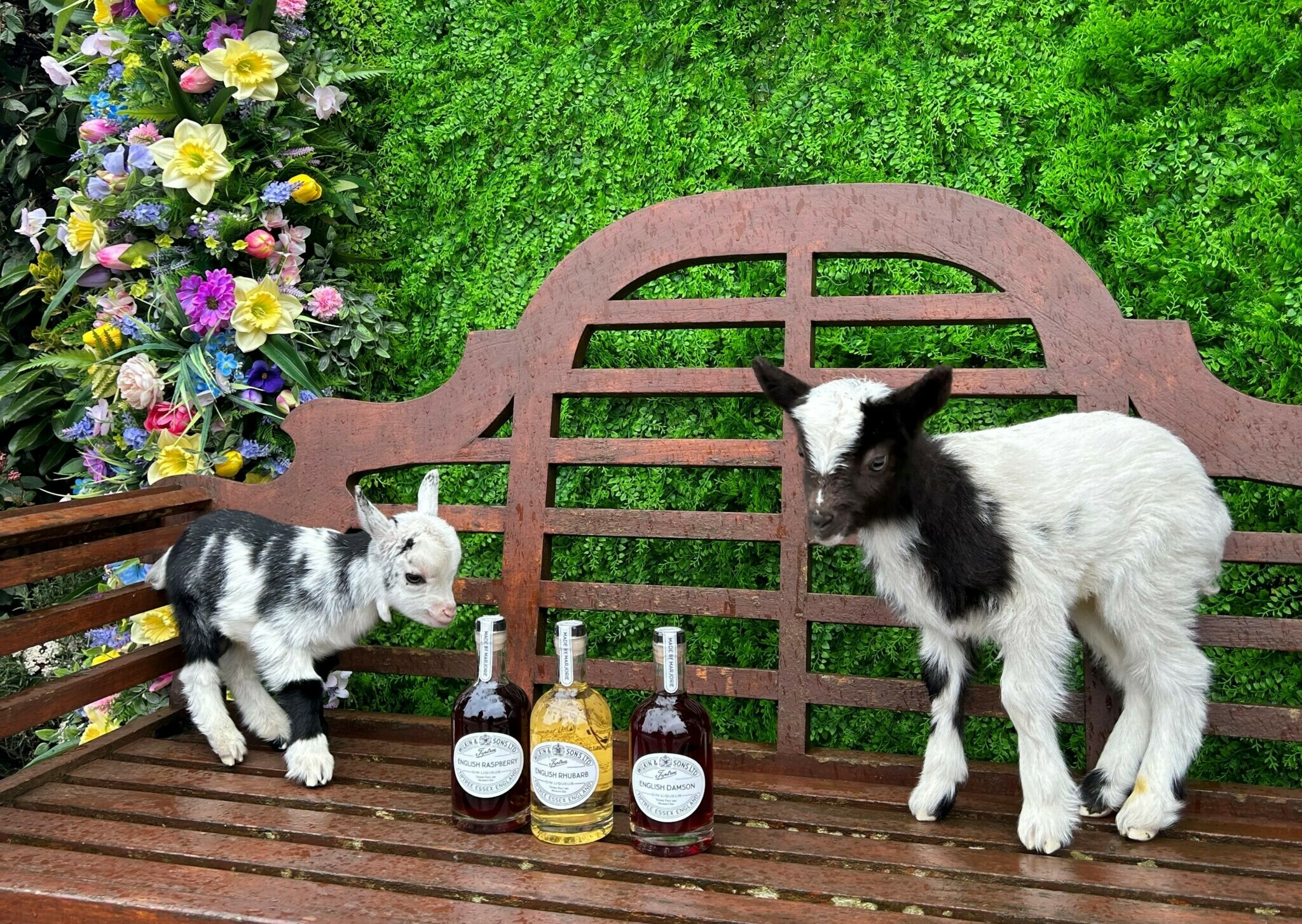 Goat Gin & Tonic Evenings - Barleylands