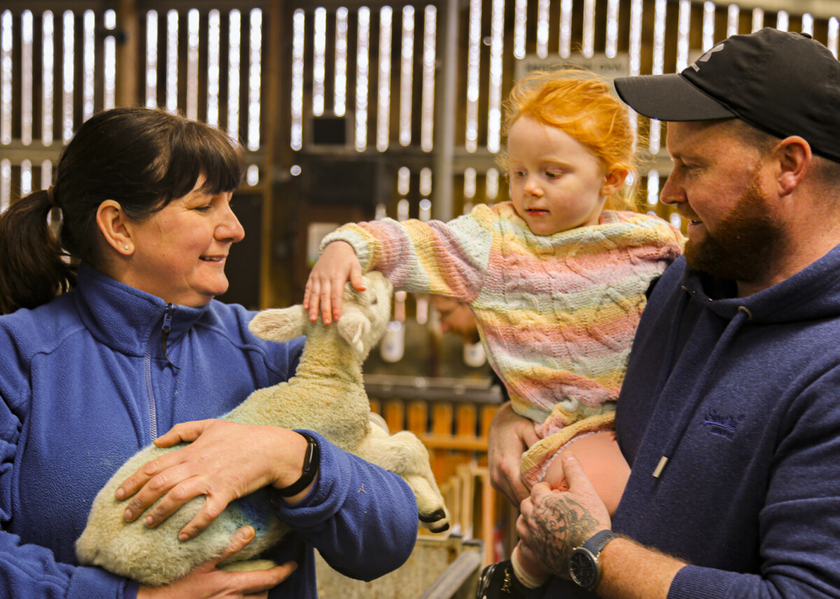 Lambing at Barleylands February half term - Barleylands