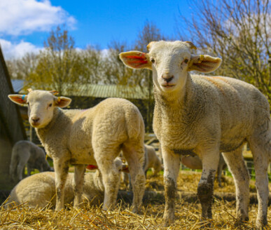 Essex Events at Barleylands Farm Park, The Village and Showground