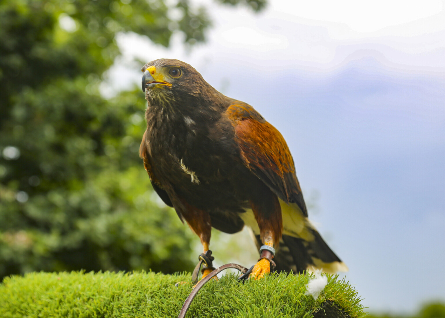 Animal Experiences at Barleylands - Barleylands